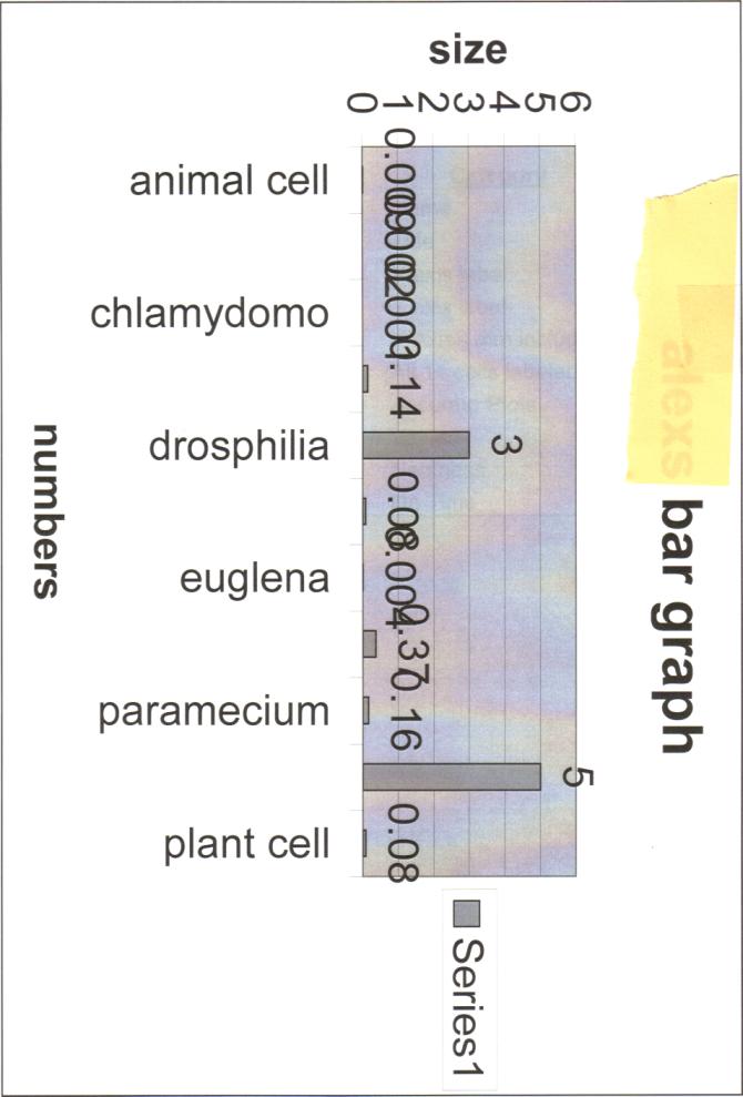 NYLearns.org - Measuring Cells Under the Microscope by St. Lawrence ...