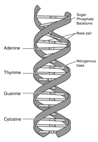 NYLearns.org - What Makes DNA?