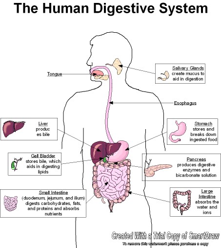 Mrs. Ofokansi Web Page || Science 10 - 25 Week