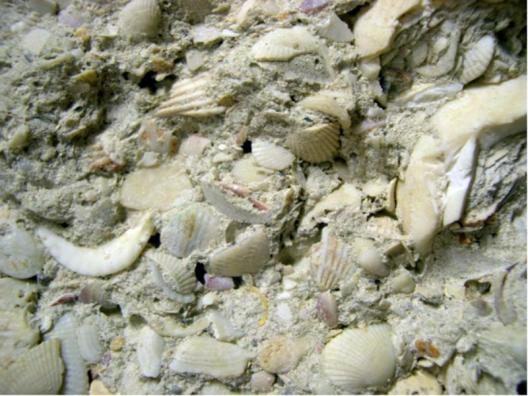 Earth Science Digital Image Library - Coquina - SAS