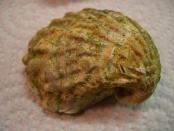 Earth Science Digital Image Library - Exogyra - SAS