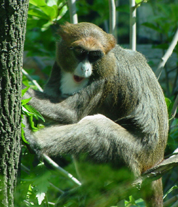 Getting to Know the DeBrazza's Monkey - SAS