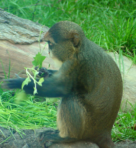 Getting to Know the DeBrazza's Monkey - SAS