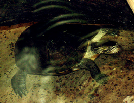 Getting to Know the Anam Leaf Turtle - SAS