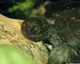 Getting to Know the Anam Leaf Turtle - SAS