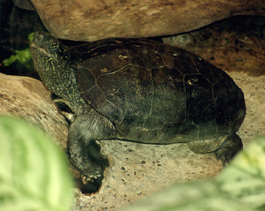 Getting to Know the Anam Leaf Turtle - SAS