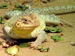 Getting to Know the Collared Lizard - SAS