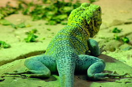 Getting to Know the Collared Lizard - SAS