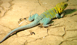 Getting to Know the Collared Lizard - SAS