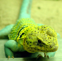 Getting to Know the Collared Lizard - SAS
