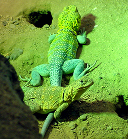 Getting to Know the Collared Lizard - SAS