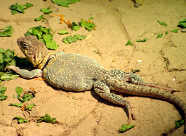 Getting to Know the Collared Lizard - SAS