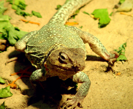 Getting to Know the Collared Lizard - SAS