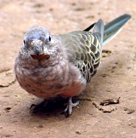 Getting to Know the Bourke's Parrot - SAS