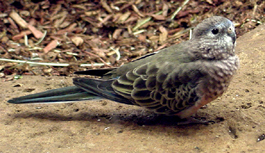 NYLearns.org - Getting to Know the Bourke's Parrot by The Buffalo Zoo