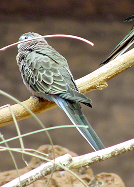 Getting to Know the Bourke's Parrot - SAS