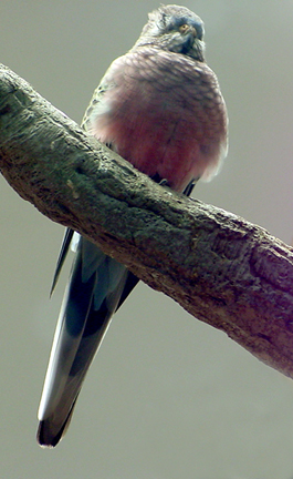 Getting to Know the Bourke's Parrot - SAS