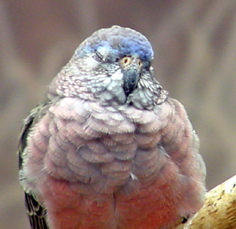 Getting to Know the Bourke's Parrot - SAS
