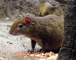 NYLearns.org - Getting to Know the Brazilian Agouti by The Buffalo Zoo