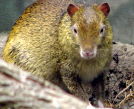 Getting to Know the Brazilian Agouti - SAS
