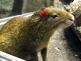 Getting to Know the Brazilian Agouti - SAS