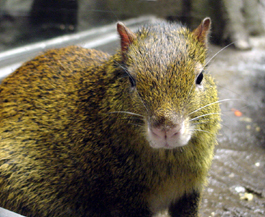 Getting to Know the Brazilian Agouti - SAS
