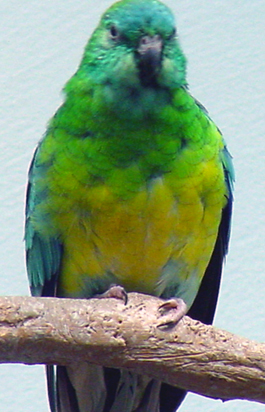 Getting to Know the Red-Rumped Parrot - SAS