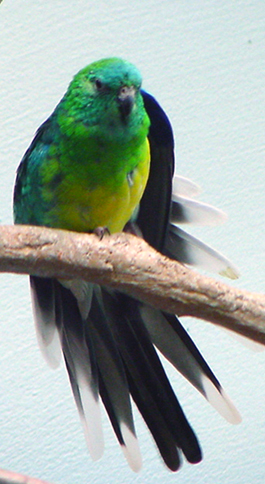 Getting to Know the Red-Rumped Parrot - SAS