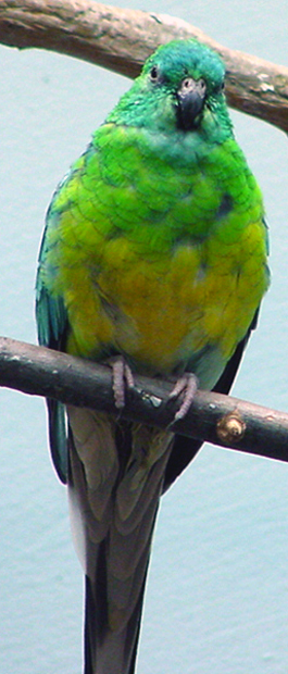 Getting to Know the Red-Rumped Parrot - SAS