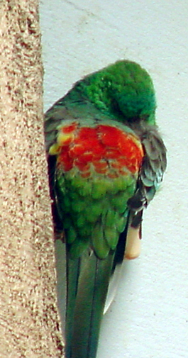 Getting to Know the Red-Rumped Parrot - SAS