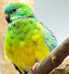 Getting to Know the Red-Rumped Parrot - SAS