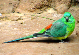 Getting to Know the Red-Rumped Parrot - SAS