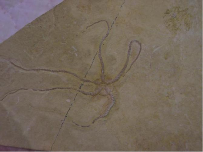 Earth Science Digital Image Library - Solnhofen Brittle Star - SAS