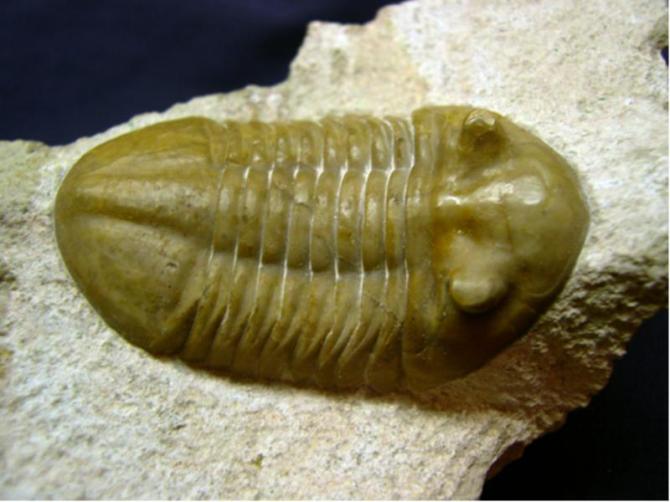Earth Science Digital Image Library - Asaphus Trilobite - SAS