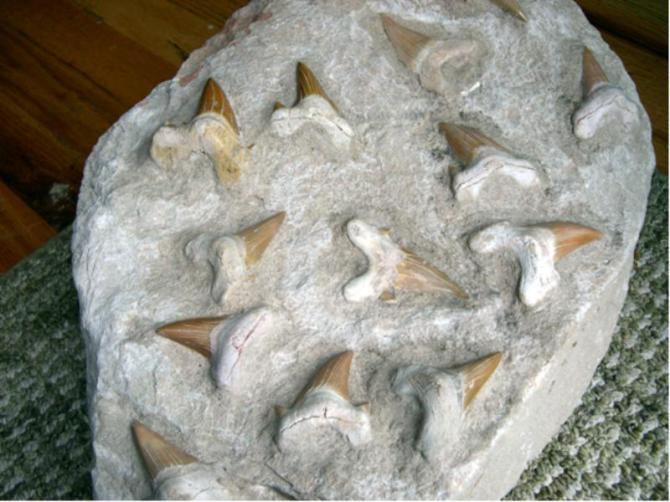 NYLearns.org - Earth Science Digital Image Library - Shark Teeth